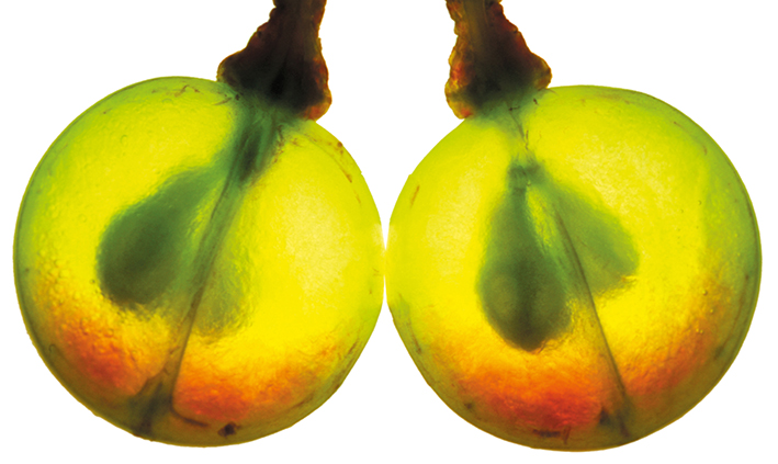 What is molecular ampelography? - French Wine and Vine Institute