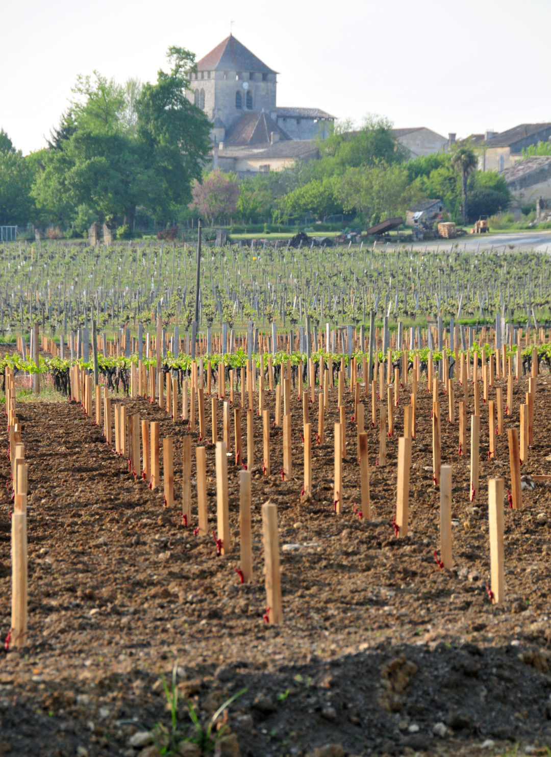 Les 12 règles d’or de la plantation d’une vigne | Institut Français de ...